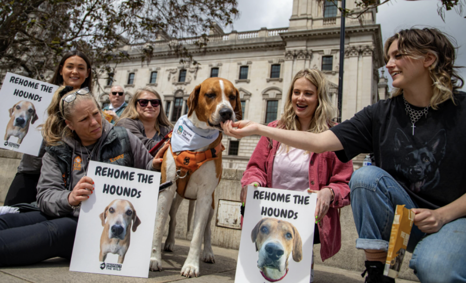 The Hound Without a Name: How a Stolen Foxhound Became the Face of an ...